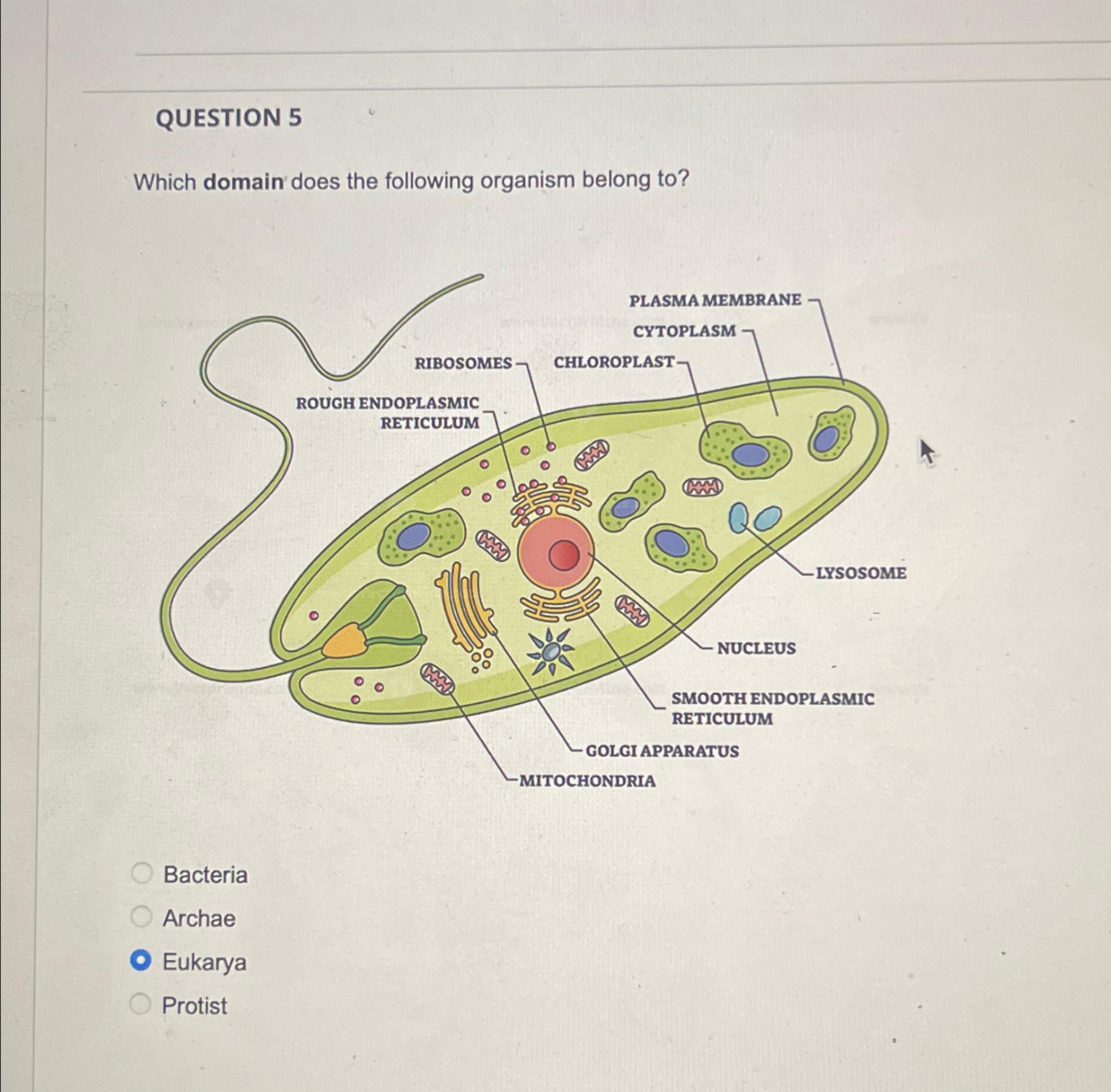 Solved QUESTION 5Which domain does the following organism | Chegg.com