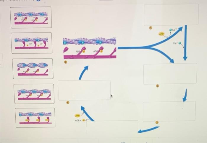 Solved place the steps of tbe contraction cycle in the | Chegg.com