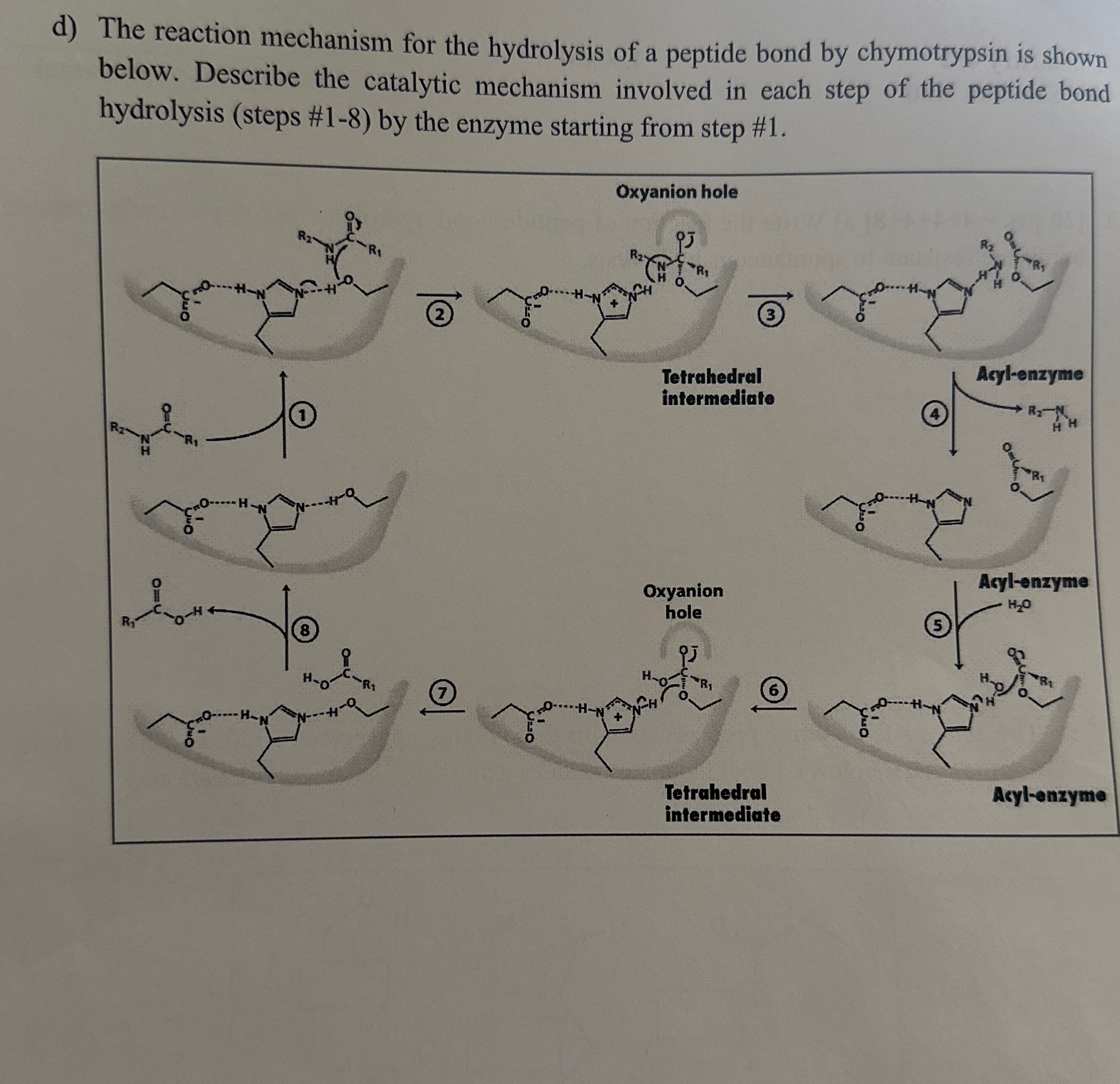 Solved a) ﻿Write the reaction of peptide-bond hydrolysis and | Chegg.com