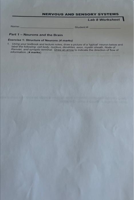 Solved Name: NERVOUS AND SENSORY SYSTEMS Lab 8 Worksheet | Chegg.com