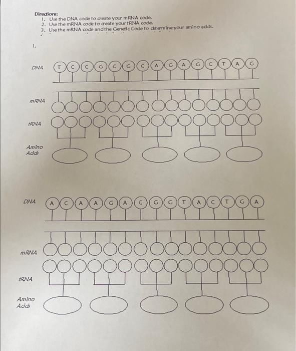 Solved Directions: 1. Use the DNA code to create your mRNA | Chegg.com