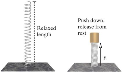 Solved A spring has a relaxed length of 30 cm (0.30 m) and | Chegg.com