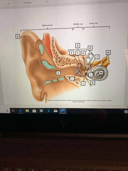 Solved Activity 6: Parts of the Ear Identify the various | Chegg.com