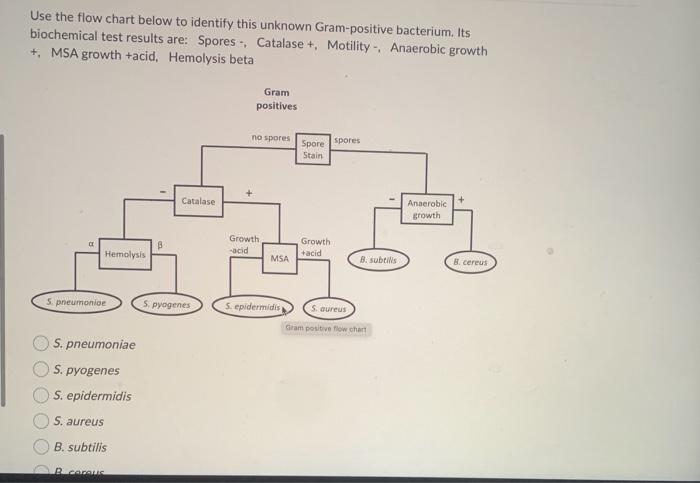 Solved Use the flow chart below to identify this unknown | Chegg.com