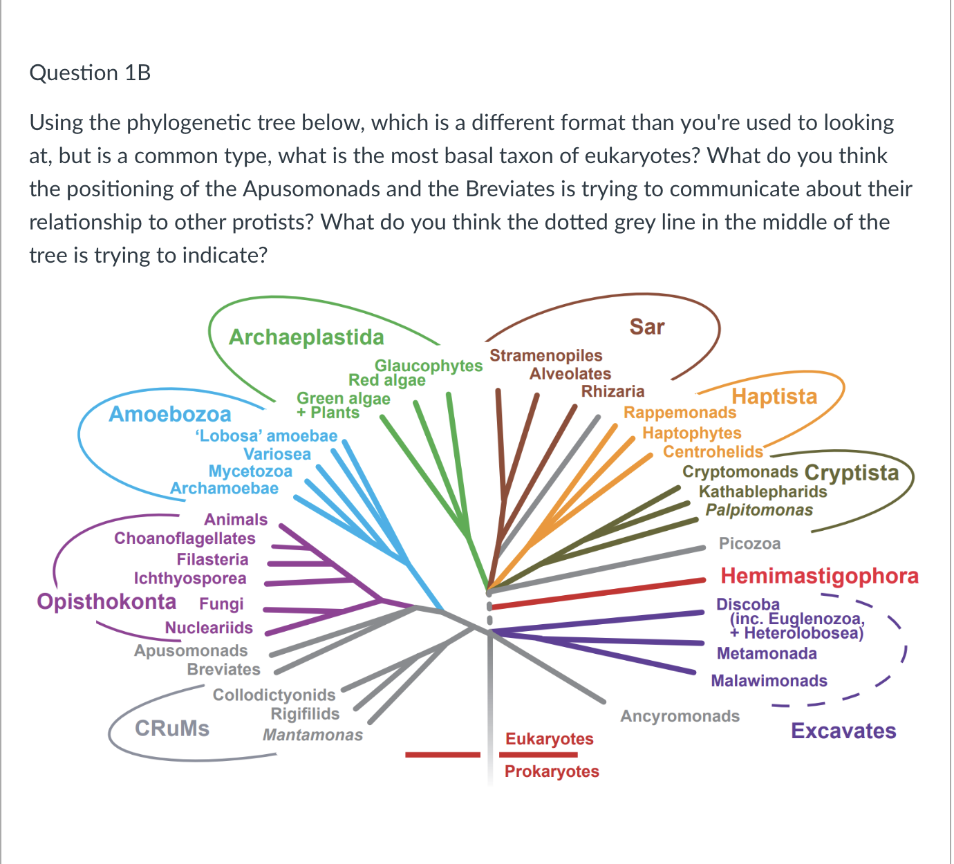 Solved Using the phylogenetic tree below, which is a | Chegg.com
