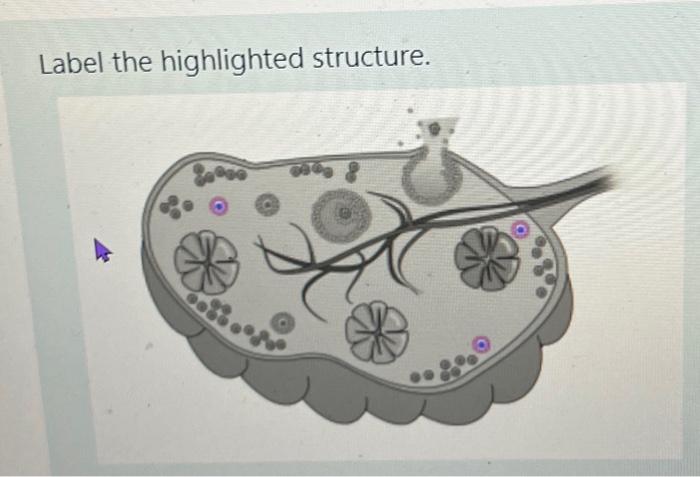 Solved Label the highlighted structure. what is this? | Chegg.com
