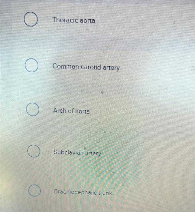 Solved ZD O O O O Thoracic aorta Common carotid artery Arch | Chegg.com