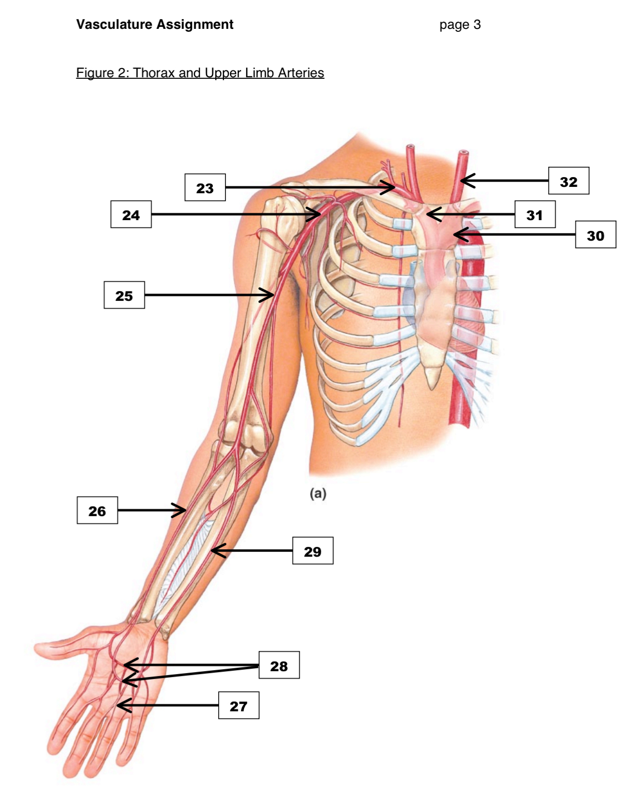 Solved Match the artery to the number and match the artery | Chegg.com