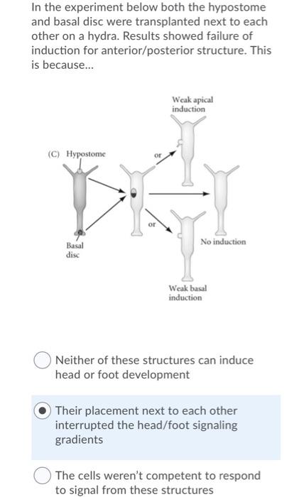 Solved In the experiment below both the hypostome and basal | Chegg.com