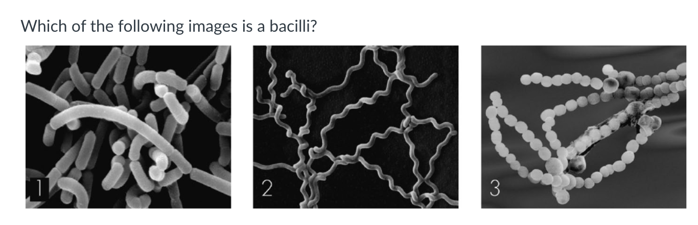 Solved Which of the following images is a bacilli? | Chegg.com
