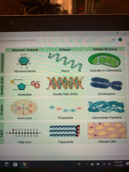 Solved what is the basic structure and functions of | Chegg.com
