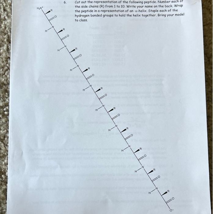 Solved Cut out the representation of the following peptide. | Chegg.com