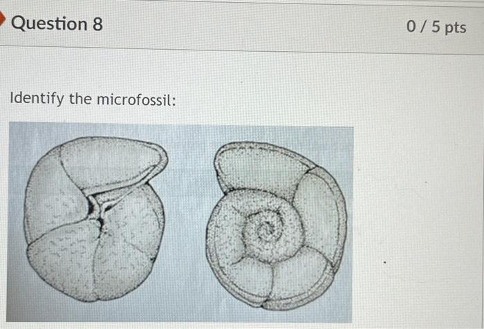 Solved Identify the microfossil: Identify the | Chegg.com
