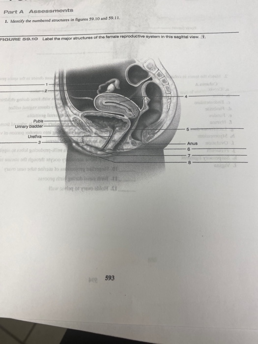 Solved Name Go Bela Avigail Mowe Dute 319 Section BIOL | Chegg.com Solved Name Go Bela Avigail Mowe Dute 319 Section BIOL | Chegg.com