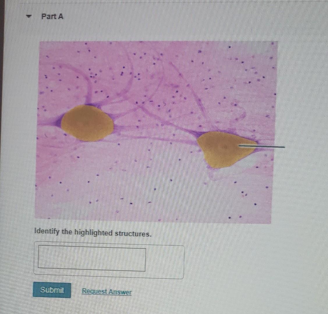 Solved Identify the highlighted structures. Identify the | Chegg.com