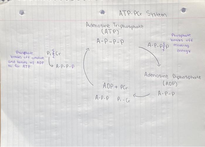 Solved In class we are learning about the ATP-PCr system. It | Chegg.com