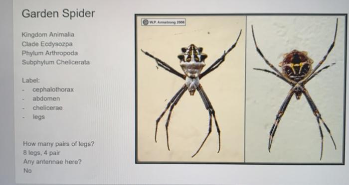 Solved Lumbricus c.s. Kingdom Animalia Clade Lophotrochozoa | Chegg.com