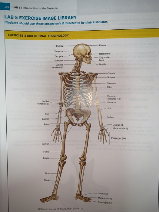 Solved 130 LAB 5 Introduction to the Skeleton LAB 5 EXERCISE | Chegg.com