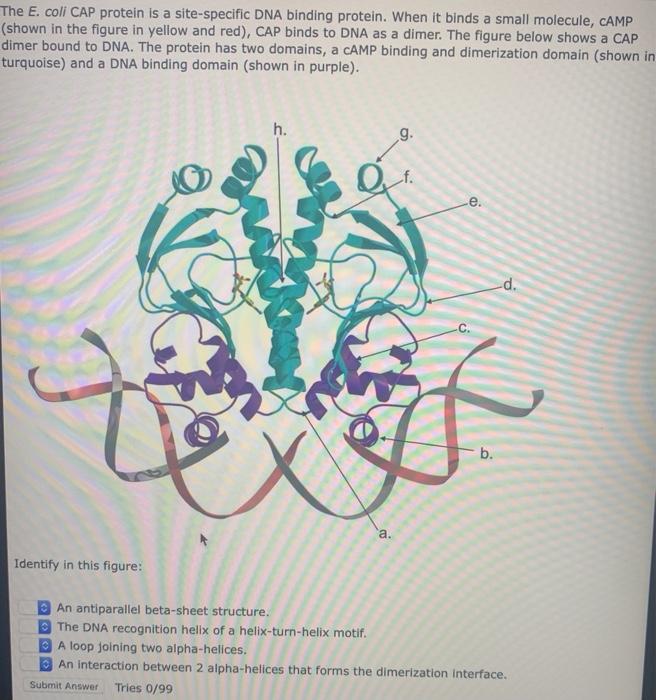 Solved The E Coli Cap Protein Is A Site Specific Dna