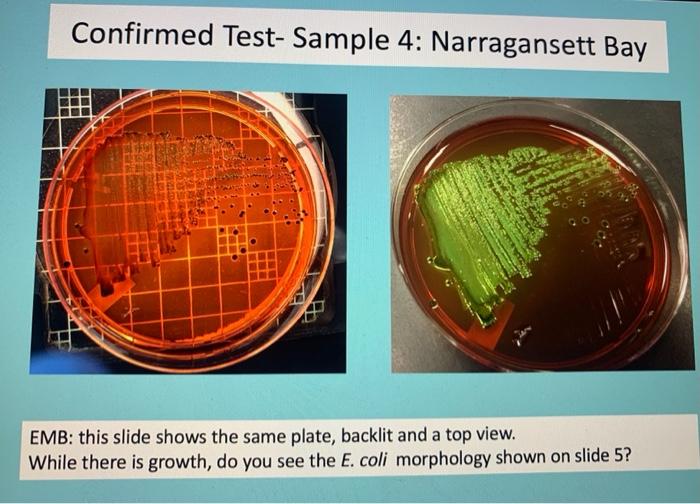 2. Observe the EMB plates for colonies that have the | Chegg.com
