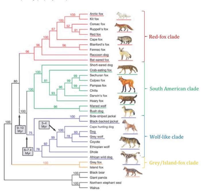 Solved 2. Below is a phylogeny of canid species based on 15 | Chegg.com