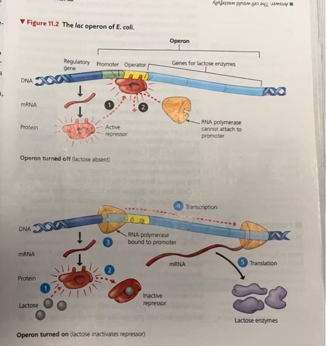 On page 199 you see an Operon. Draw an operon and | Chegg.com