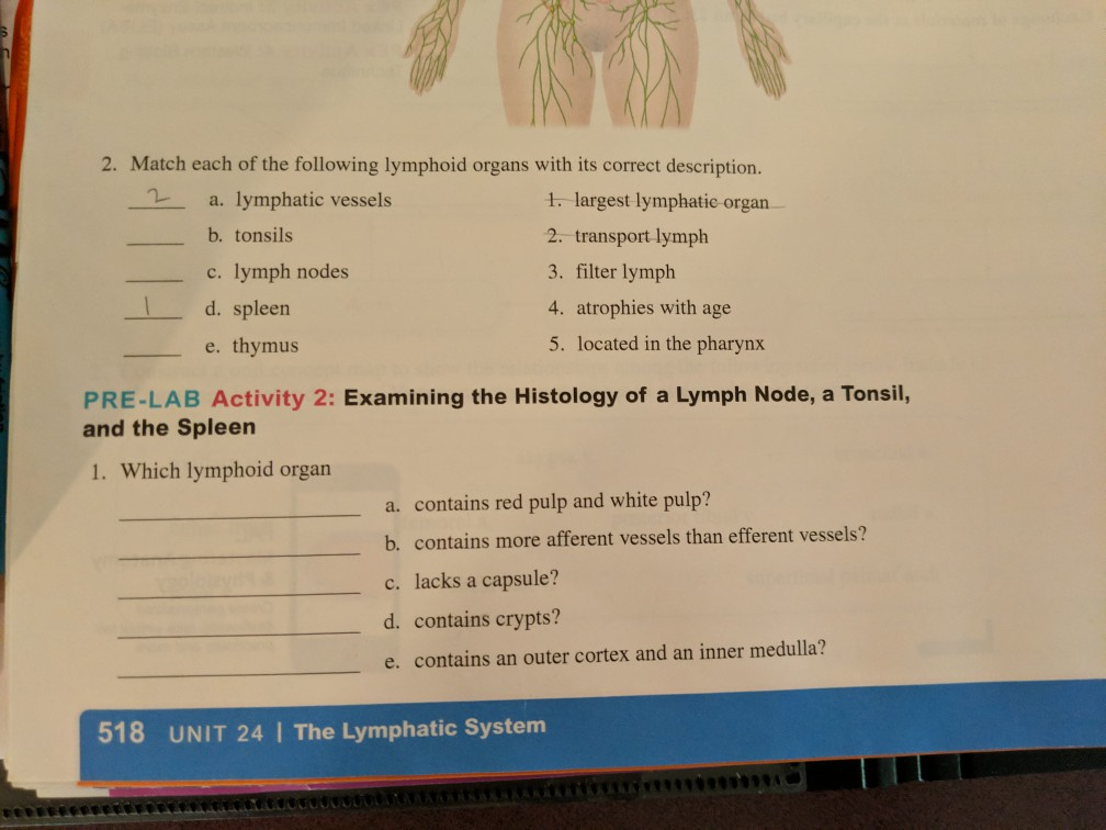 Solved 2. Match each of the following lymphoid organs with | Chegg.com