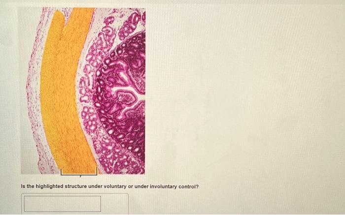 Solved Identify the highlighted structures. Identify the | Chegg.com