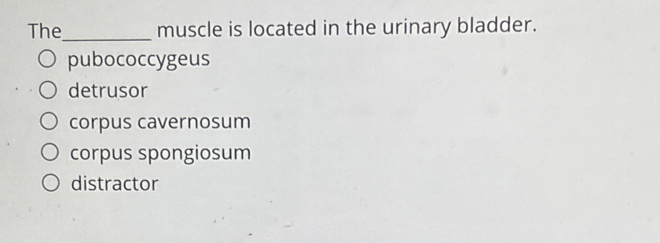 The q, ﻿muscle is located in the urinary | Chegg.com