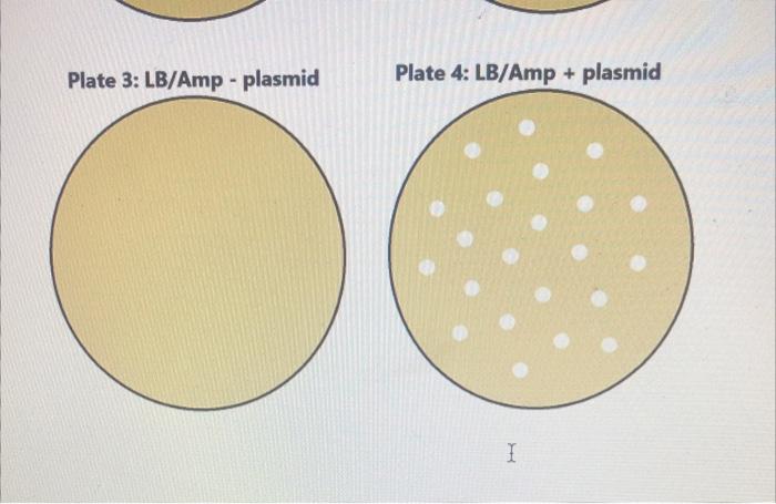 Solved The plates were incubated for 24-36 hours at 37°C. | Chegg.com