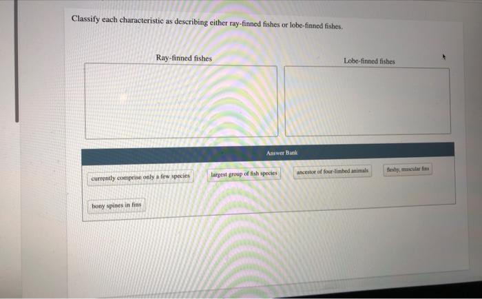 Solved Classify each characteristic as describing either | Chegg.com