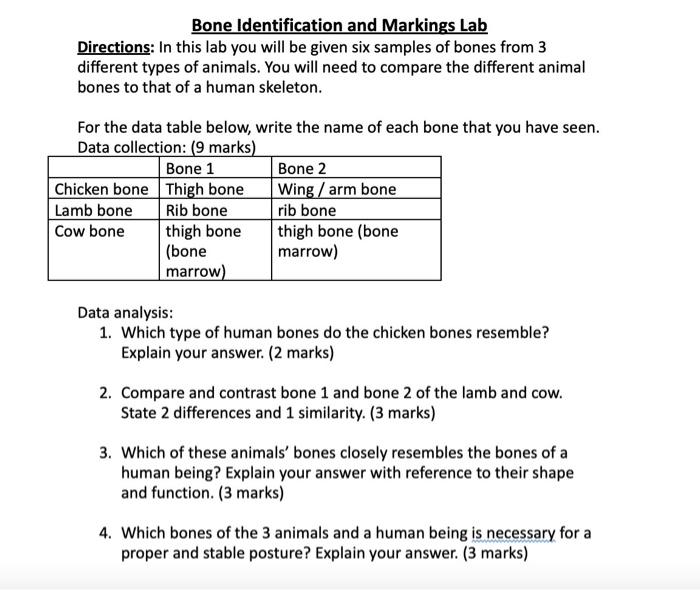 Solved Bone Identification and Markings Lab Directions: In | Chegg.com