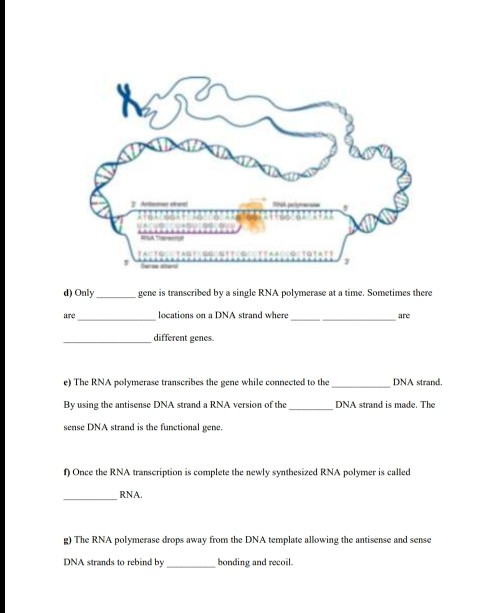 Solved 4. PROTEIN SYNTHESIS. Fill in the blanks and give | Chegg.com