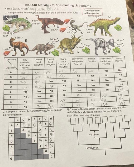 Solved BIO 340 Activity # 2: Constructing cladograms Name | Chegg.com