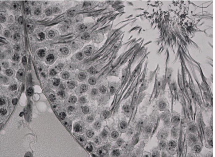 Solved ANSWER ASAP PLS | Chegg.com