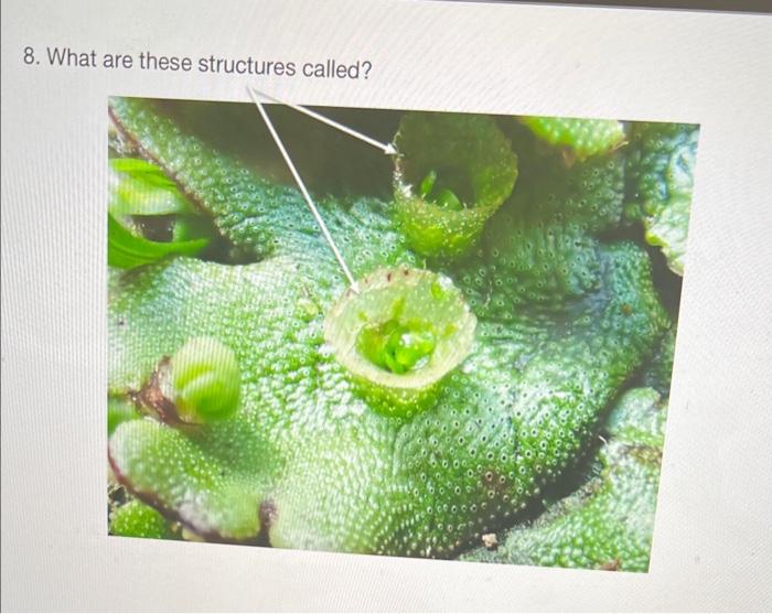 Solved 4. Which Phylum is represented here? 5. Which Phylum | Chegg.com