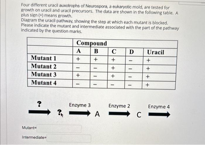 Solved Four different uracil auxotrophs of Neurospora, a | Chegg.com