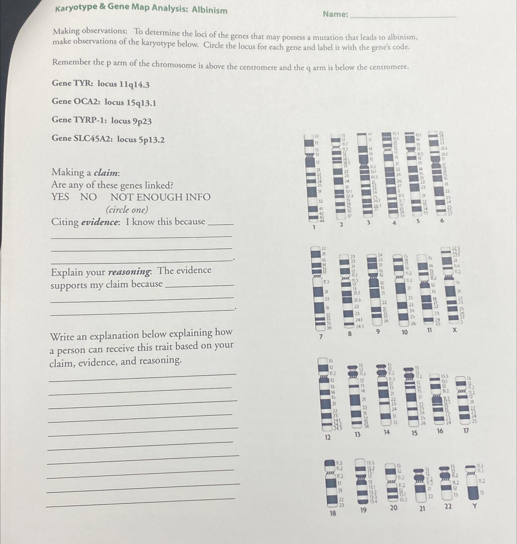 Solved Karyotype & Gene Map Analysis: AlbinismNamsMaking | Chegg.com
