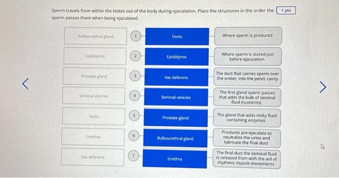 Solved Sperm travels from within the testes out of the body | Chegg.com