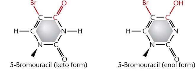 Solved H- C N - H HC N- 5-Bromouracil (keto form) | Chegg.com