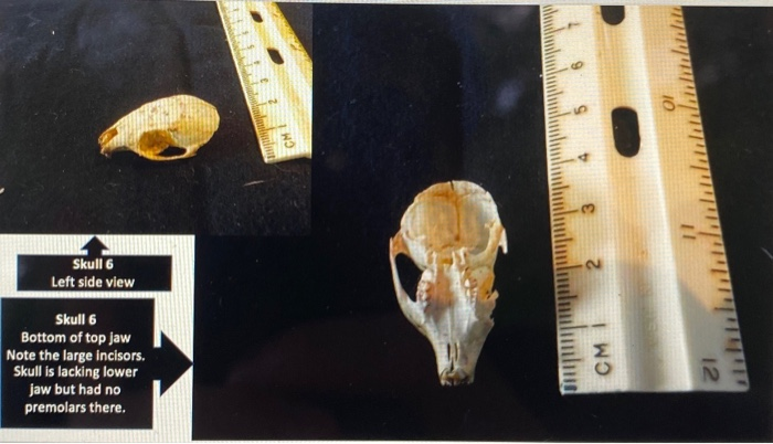 1 Dichotomous Key Check teeth all about the same | Chegg.com
