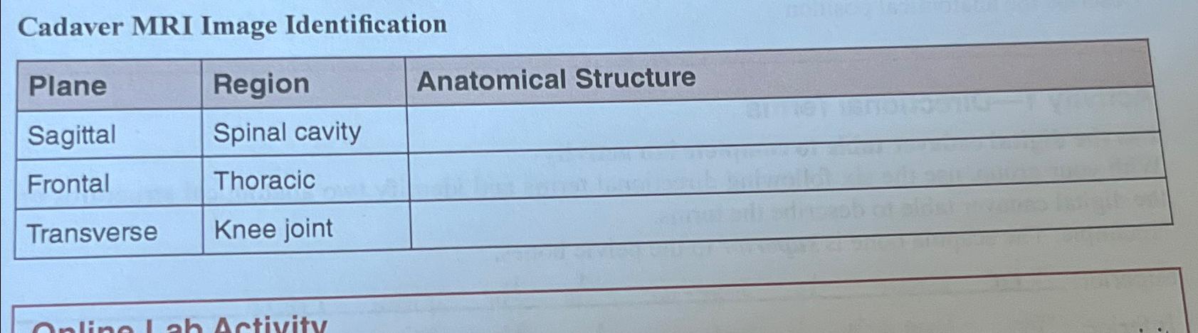 Solved Cadaver MRI Image | Chegg.com