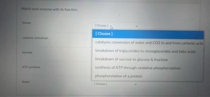 Solved Match each enzyme with its function carbonic | Chegg.com