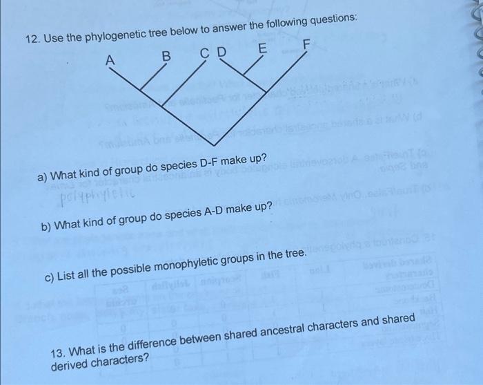 Solved 12. Use the phylogenetic tree below to answer the | Chegg.com