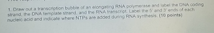 Solved Draw out a transcription bubble of an elongating RNA | Chegg.com