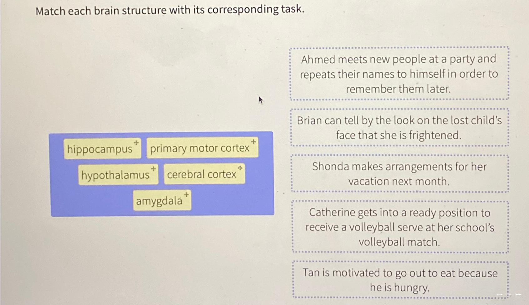 Solved Match each brain structure with its corresponding | Chegg.com