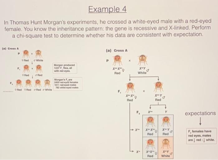 Solved Example 4 In Thomas Hunt Morgan's experiments, he | Chegg.com