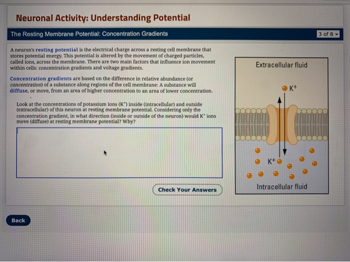 Solved Neuronal Activity: Understanding Potential The | Chegg.com