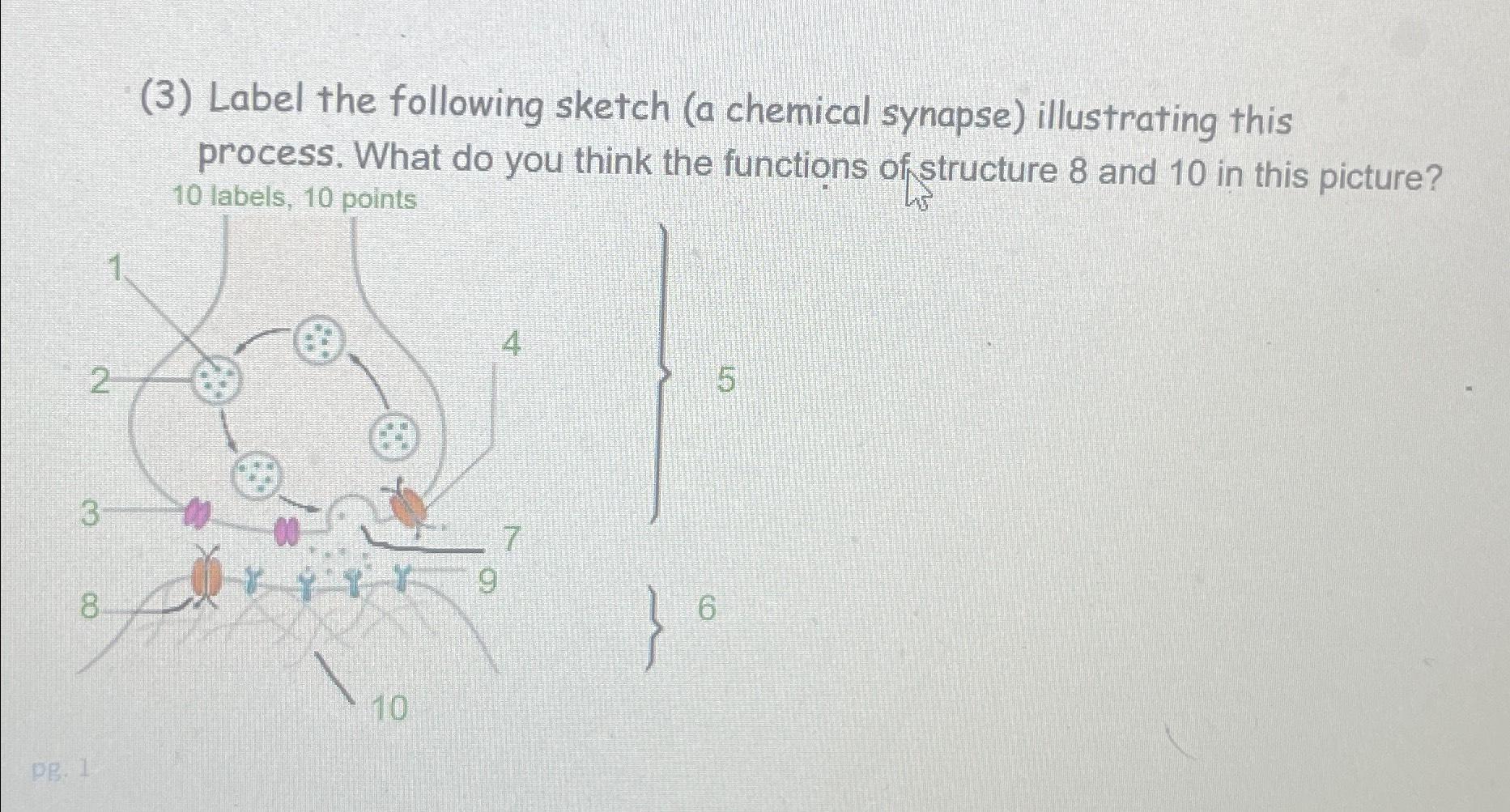 Solved (3) ﻿Label the following sketch (a chemical synapse) | Chegg.com