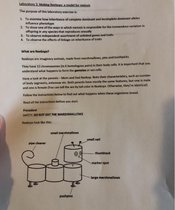 Laboratory 3: Making Reebops: a model for meiosis The | Chegg.com